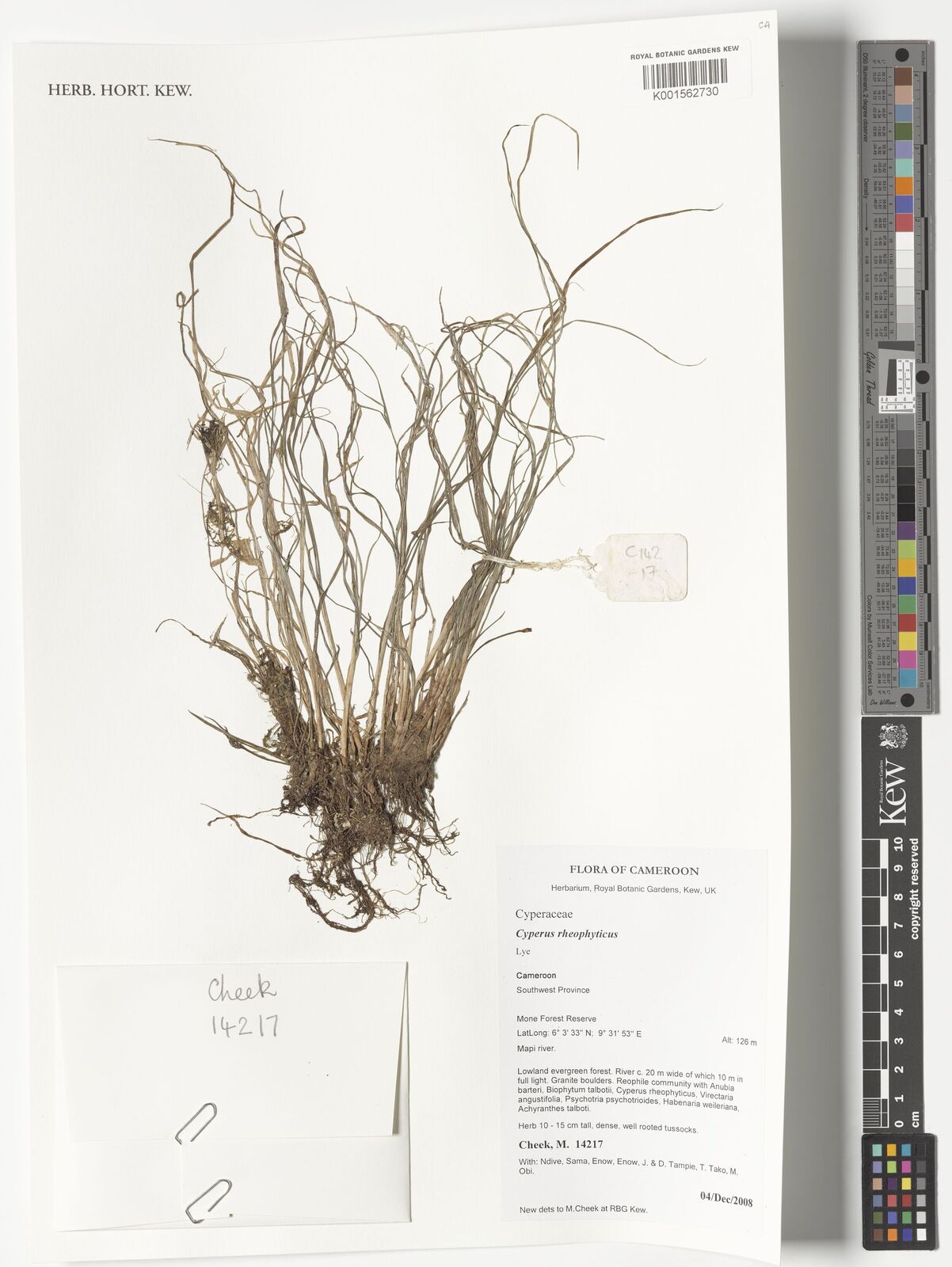Cyperus rheophyticus Lye | Plants of the World Online | Kew Science