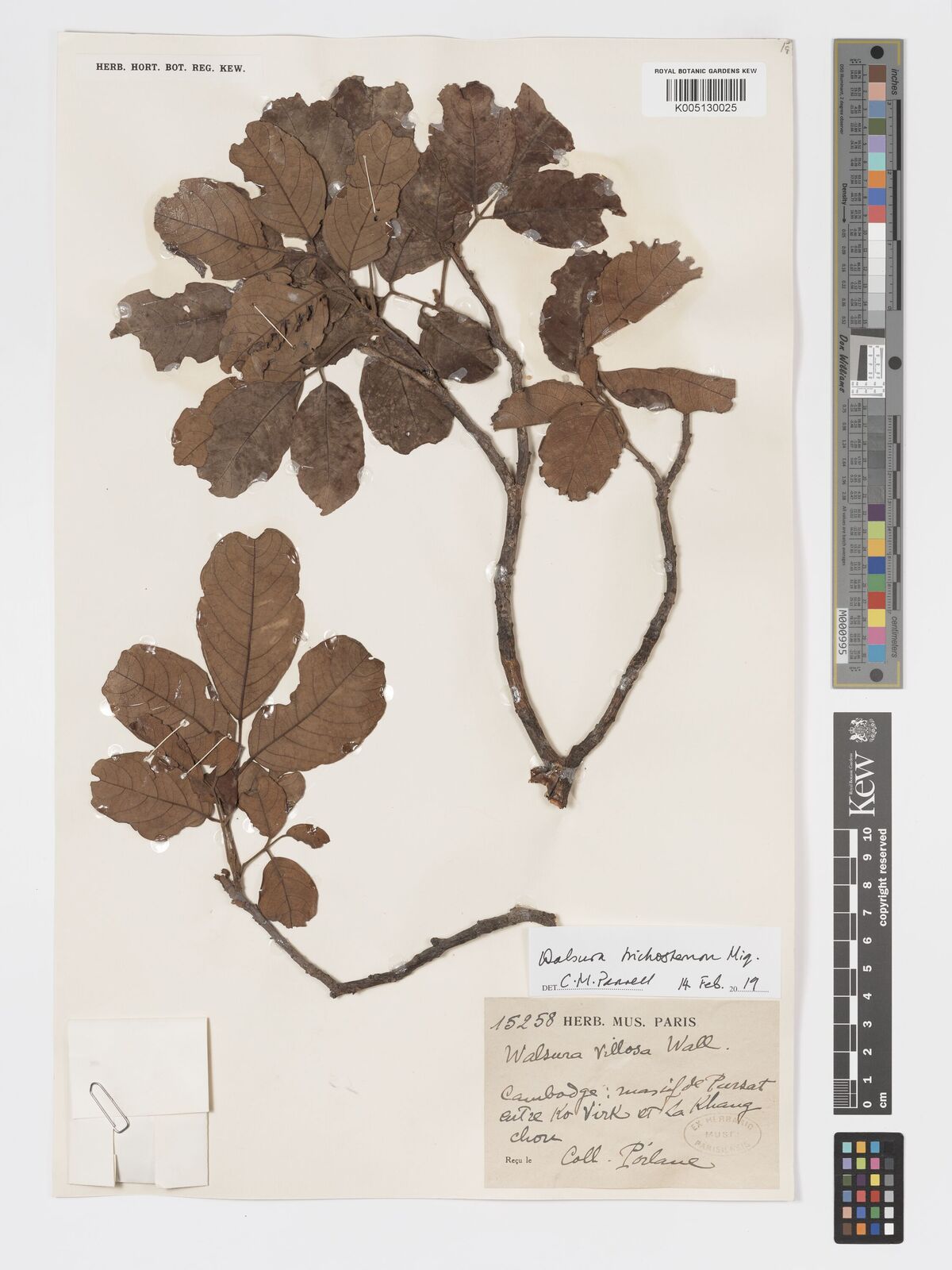 Walsura villosa Wall. ex Hiern | Plants of the World Online | Kew Science