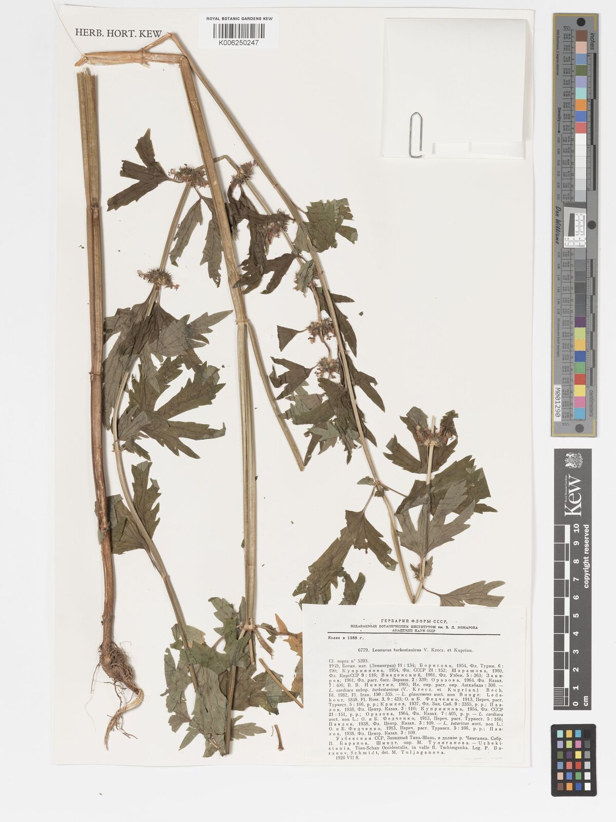 Leonurus turkestanicus V.I.Krecz. & Kuprian. | Plants of the World ...