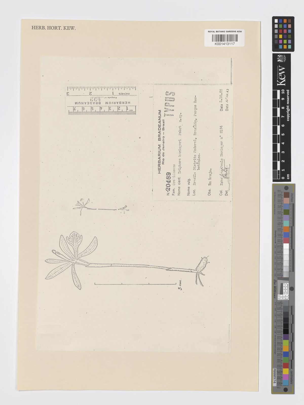 Triphora heringeri Pabst | Plants of the World Online | Kew Science