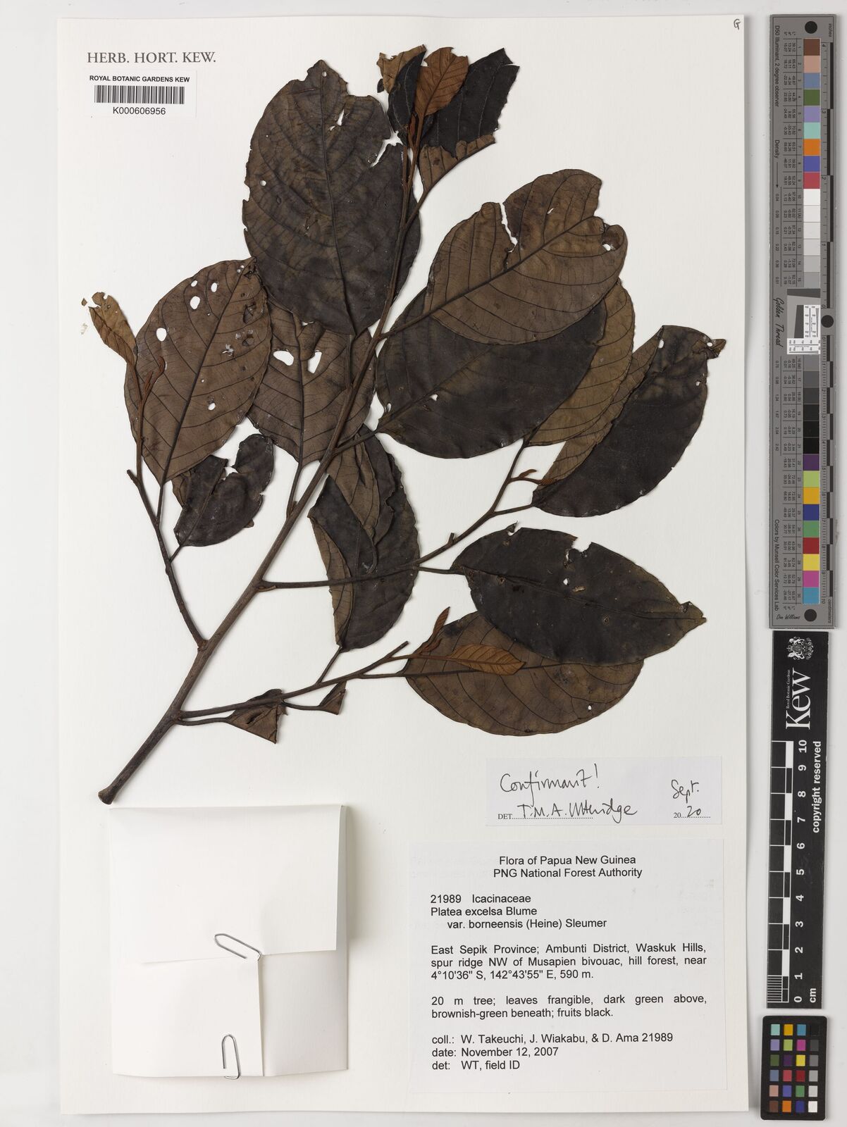 Platea excelsa Blume | Plants of the World Online | Kew Science