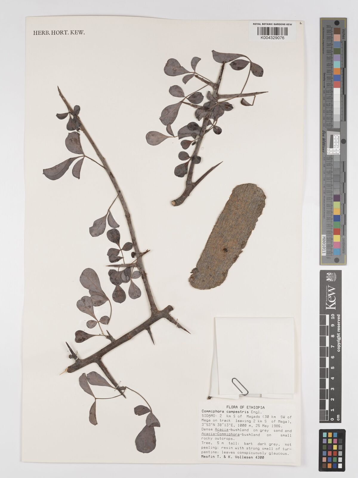 Commiphora campestris subsp. campestris | Plants of the World Online ...