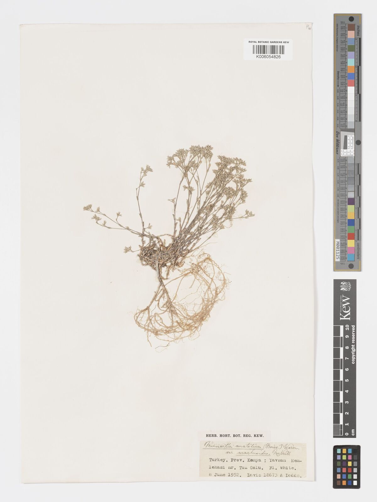 Minuartia anatolica var. arachnoidea McNeill | Plants of the World ...