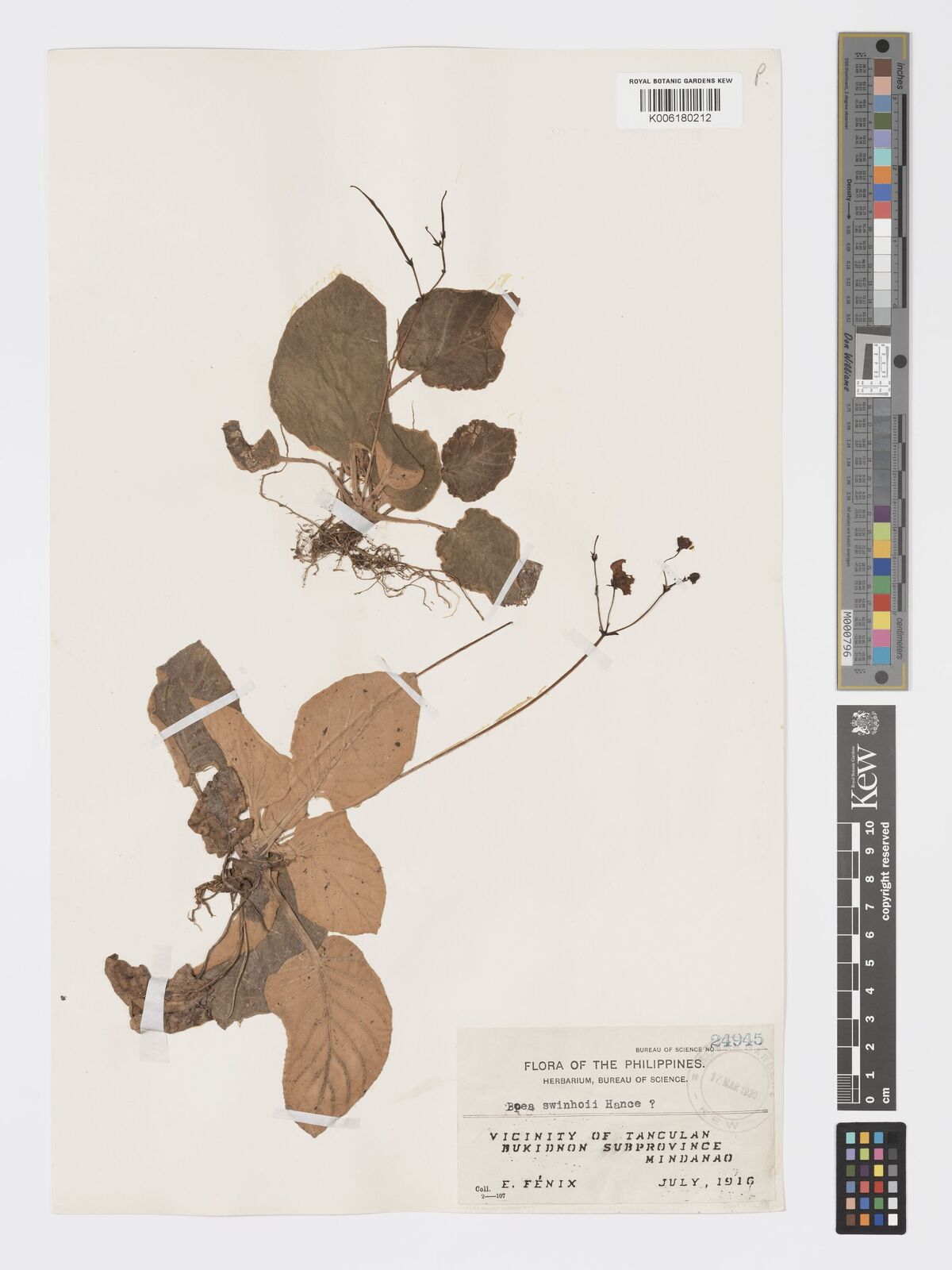 Paraboea luzoniensis Merr. | Plants of the World Online | Kew Science