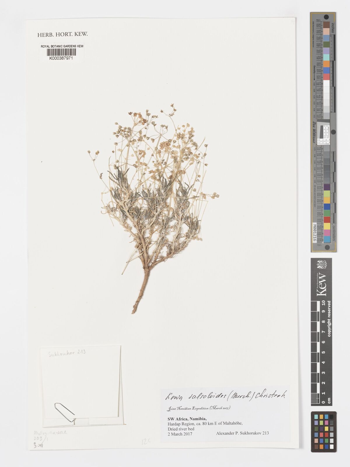 Kewa Christenh. | Plants of the World Online | Kew Science