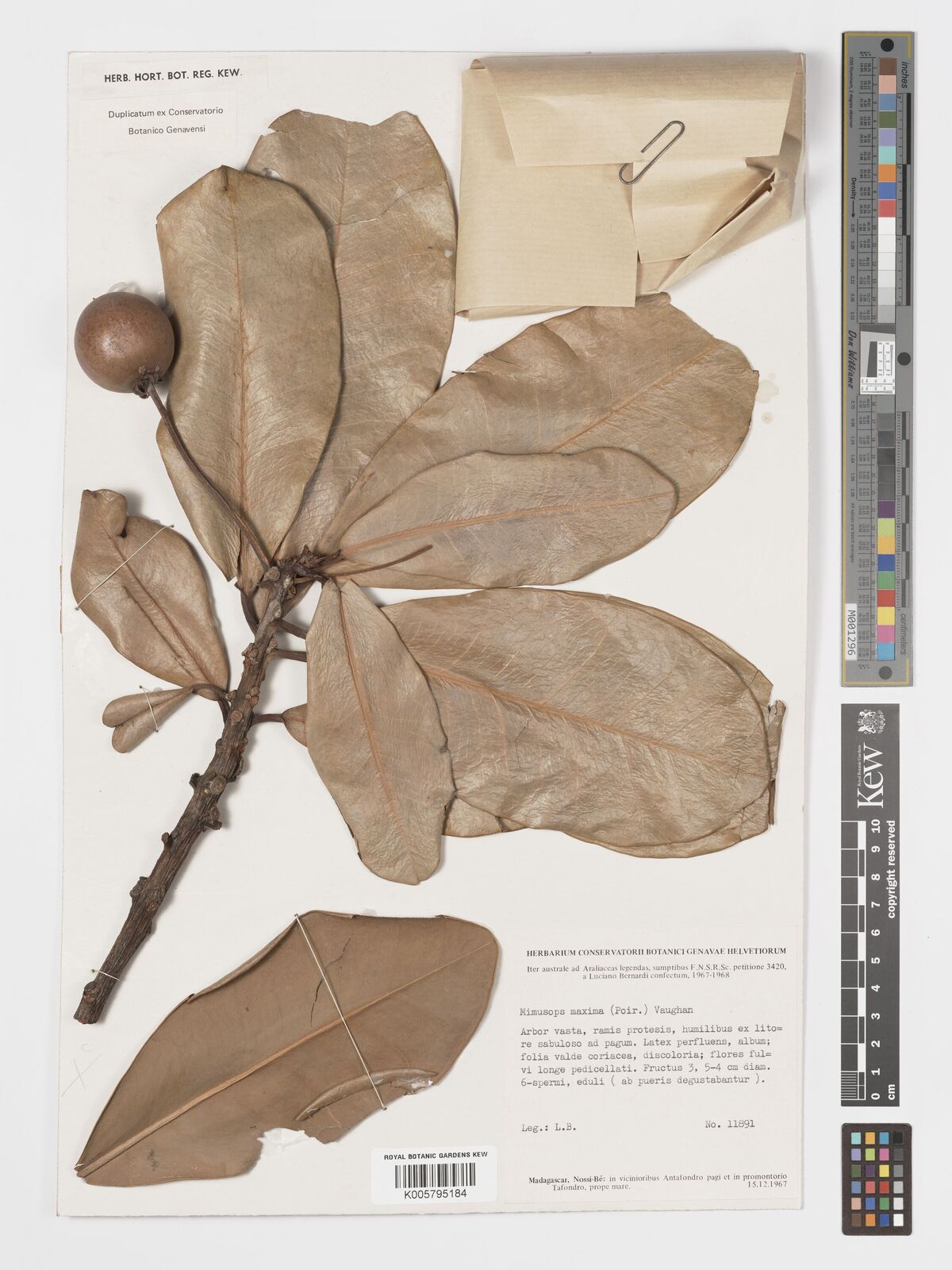 Mimusops balata (Aubl.) C.F.Gaertn. | Plants of the World Online | Kew ...