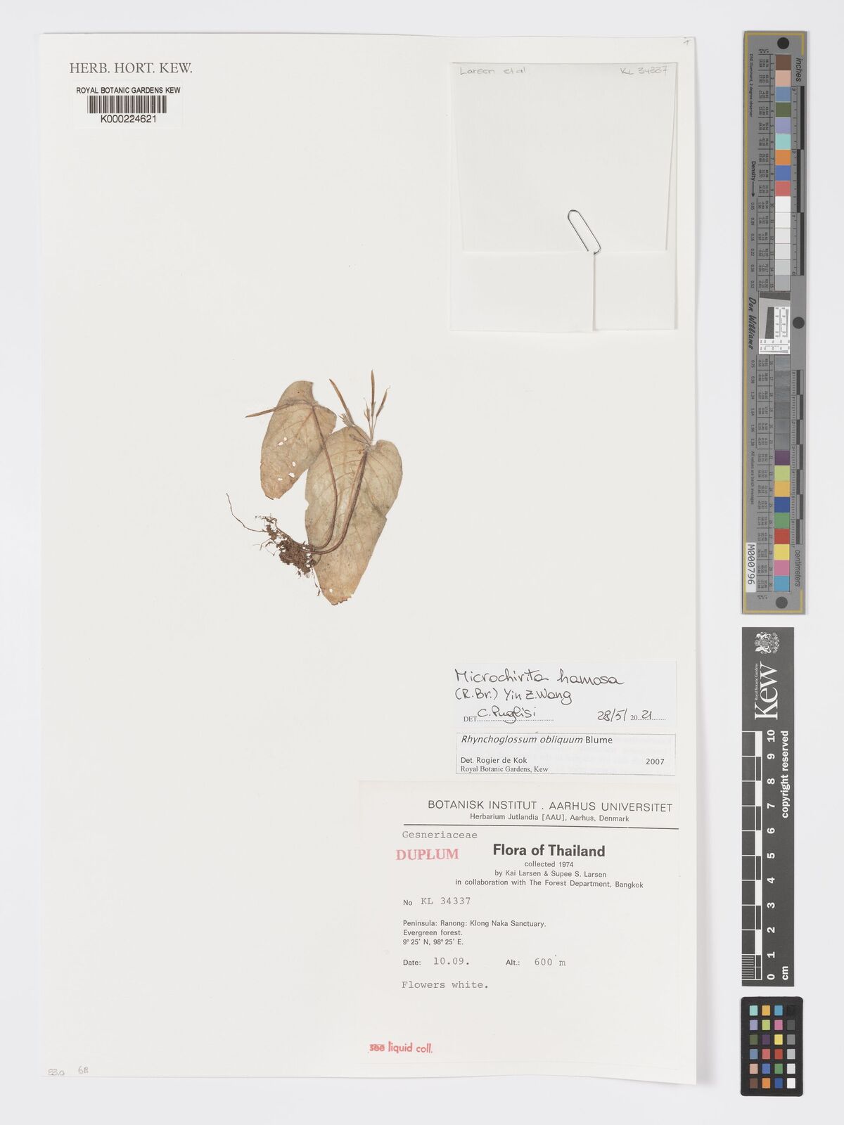 Microchirita hamosa (R.Br.) Yin Z.Wang | Plants of the World Online ...