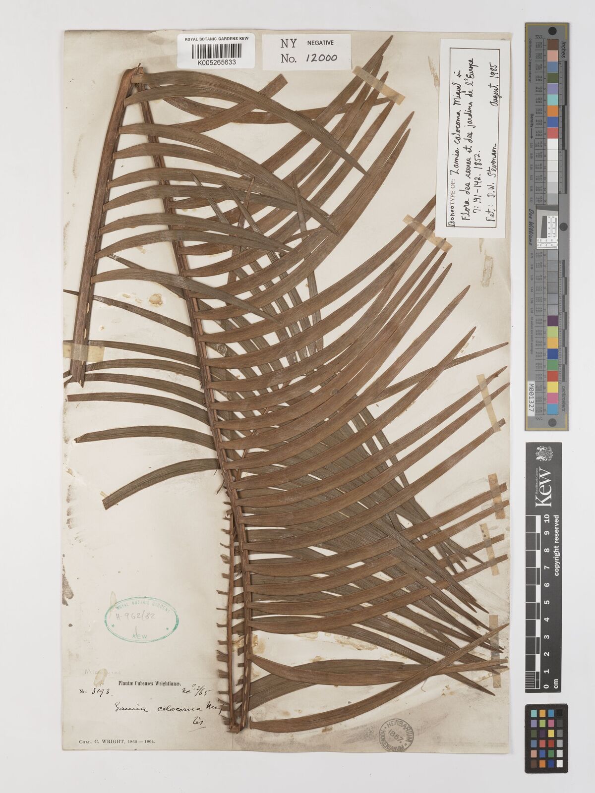 Microcycas calocoma (Miq.) A.DC. | Plants of the World Online | Kew Science