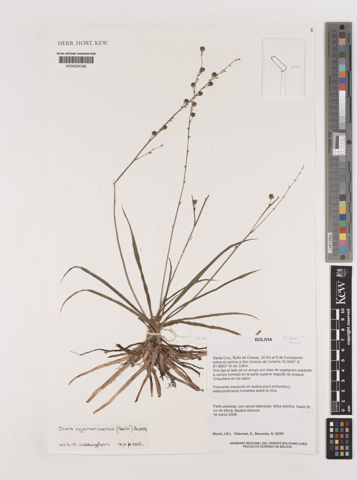 Diora cajamarcaensis (Poelln.) Ravenna | Plants of the World Online ...