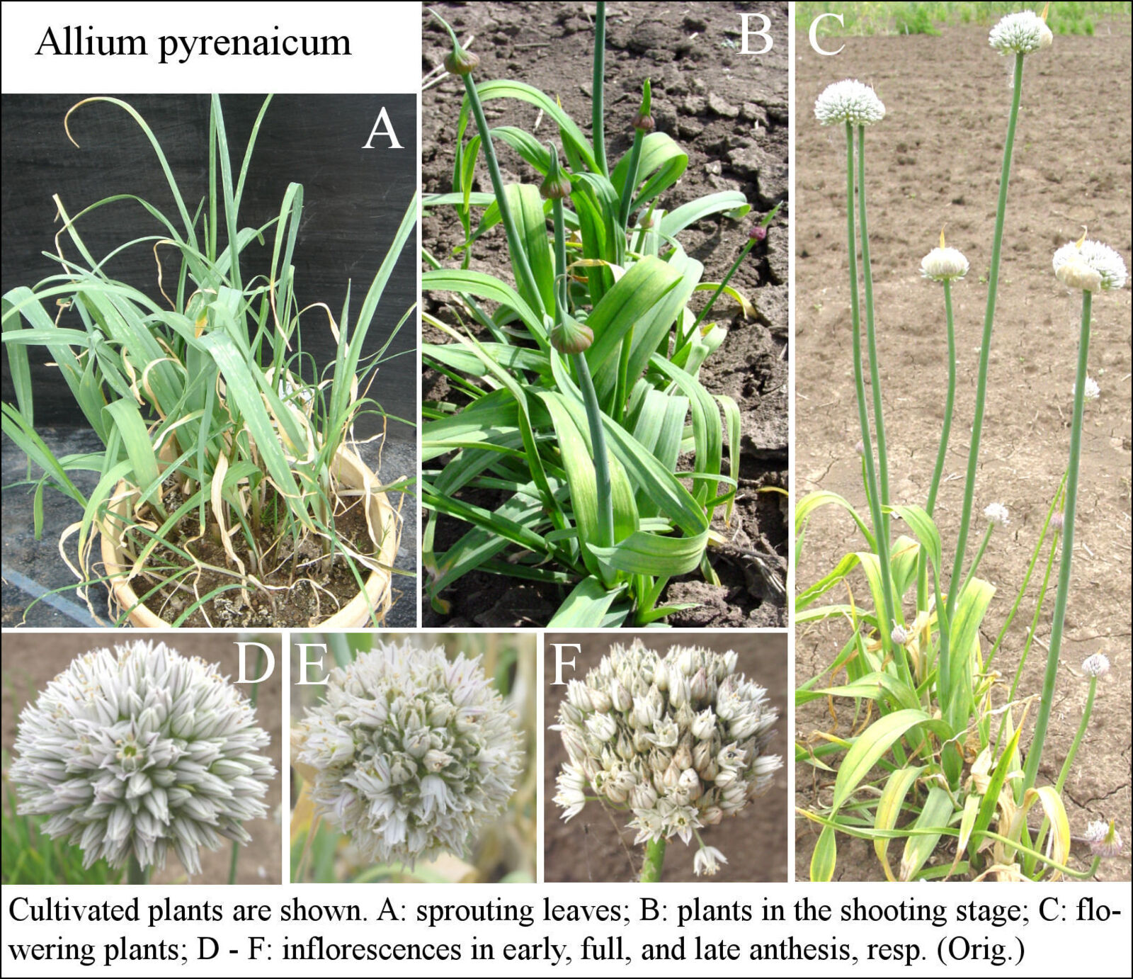 Allium pyrenaicum Costa & Vayr. | Plants of the World Online | Kew Science