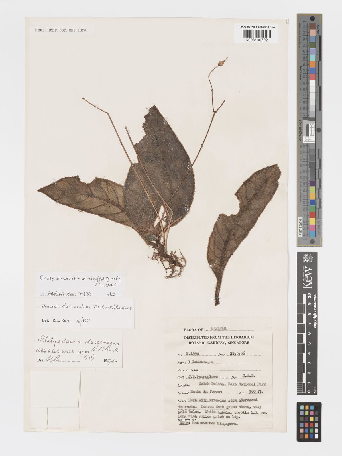 Codonoboea descendens (B.L.Burtt) A.Weber | Plants of the World Online ...