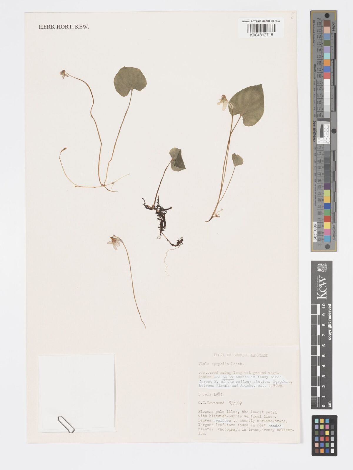 Viola epipsila Ledeb. | Plants of the World Online | Kew Science