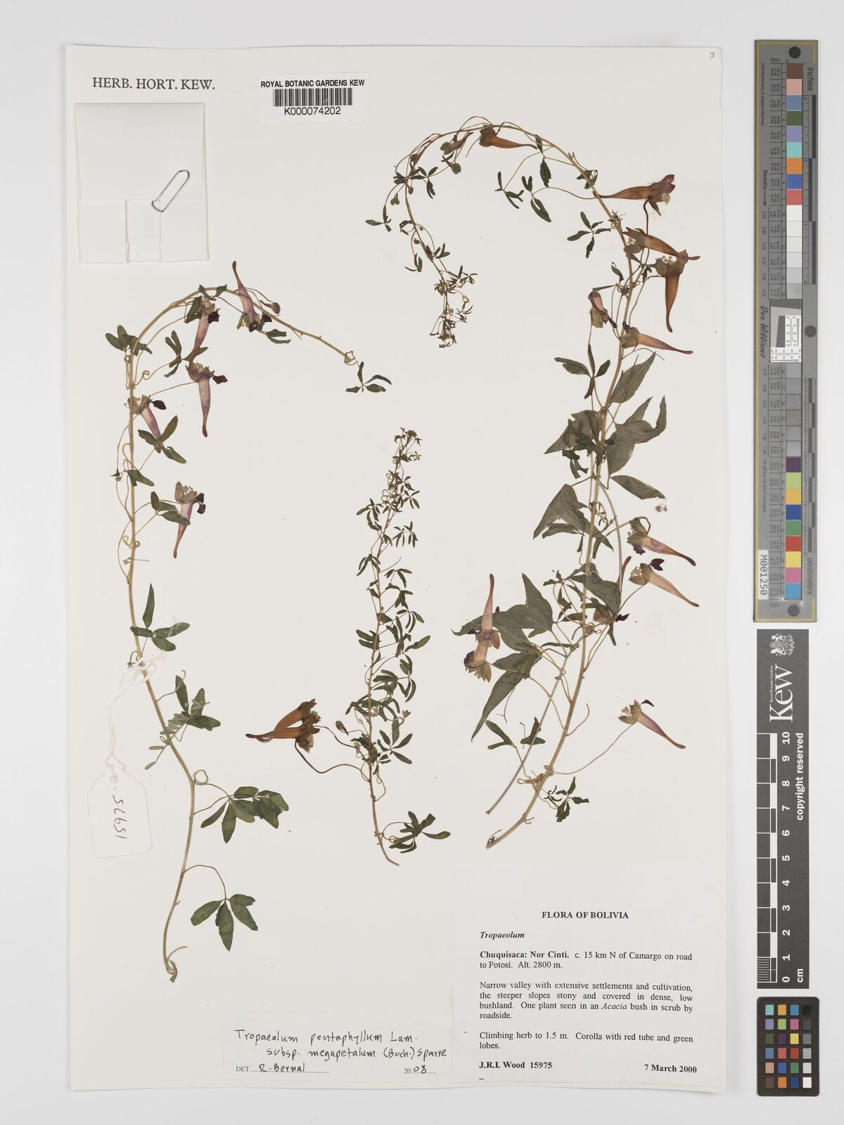 Tropaeolum pentaphyllum Lam. | Plants of the World Online | Kew Science