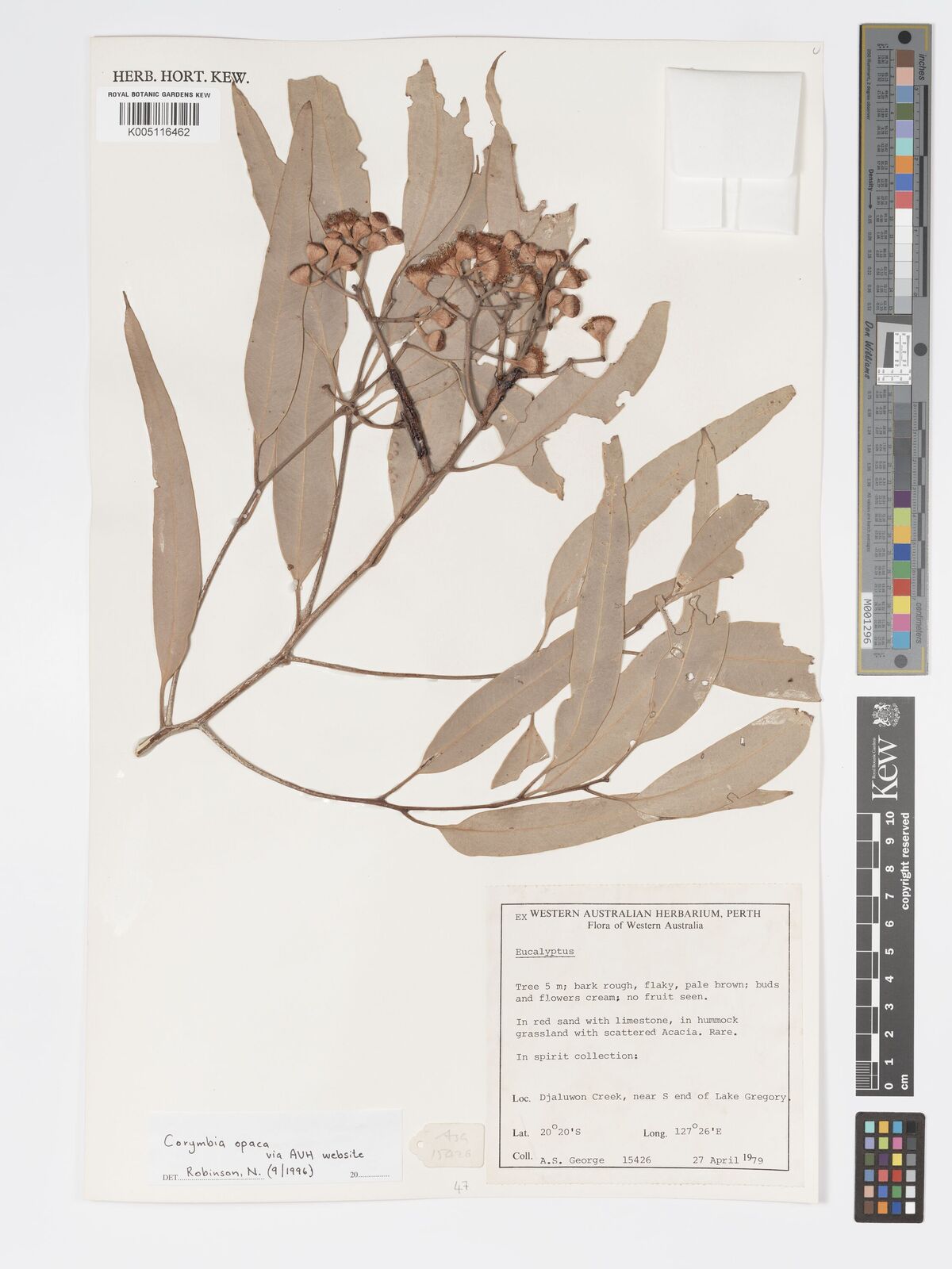 Corymbia terminalis (F.Muell.) K.D.Hill & L.A.S.Johnson | Plants of the ...