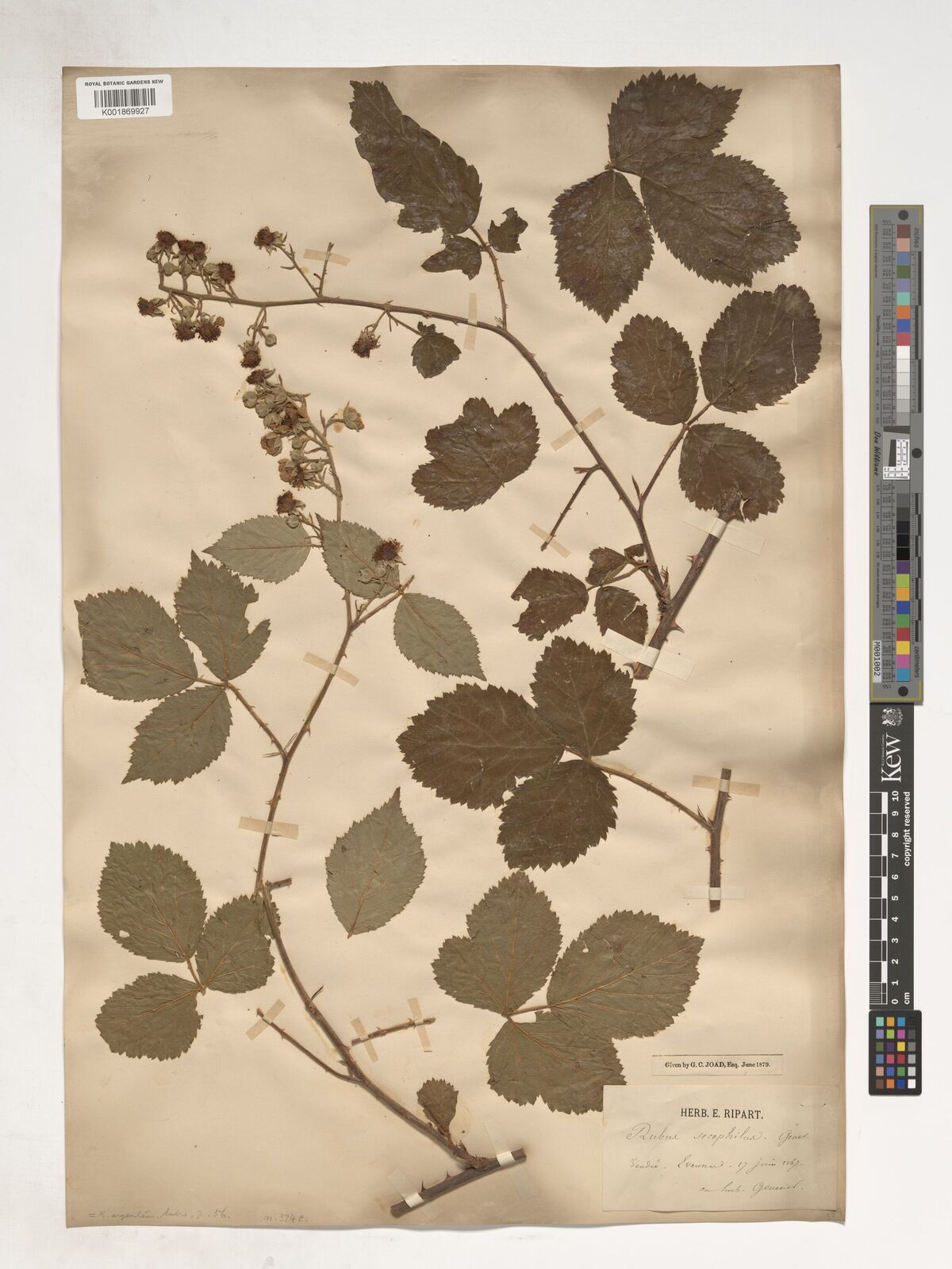 Rubus argenteus Gremli | Plants of the World Online | Kew Science