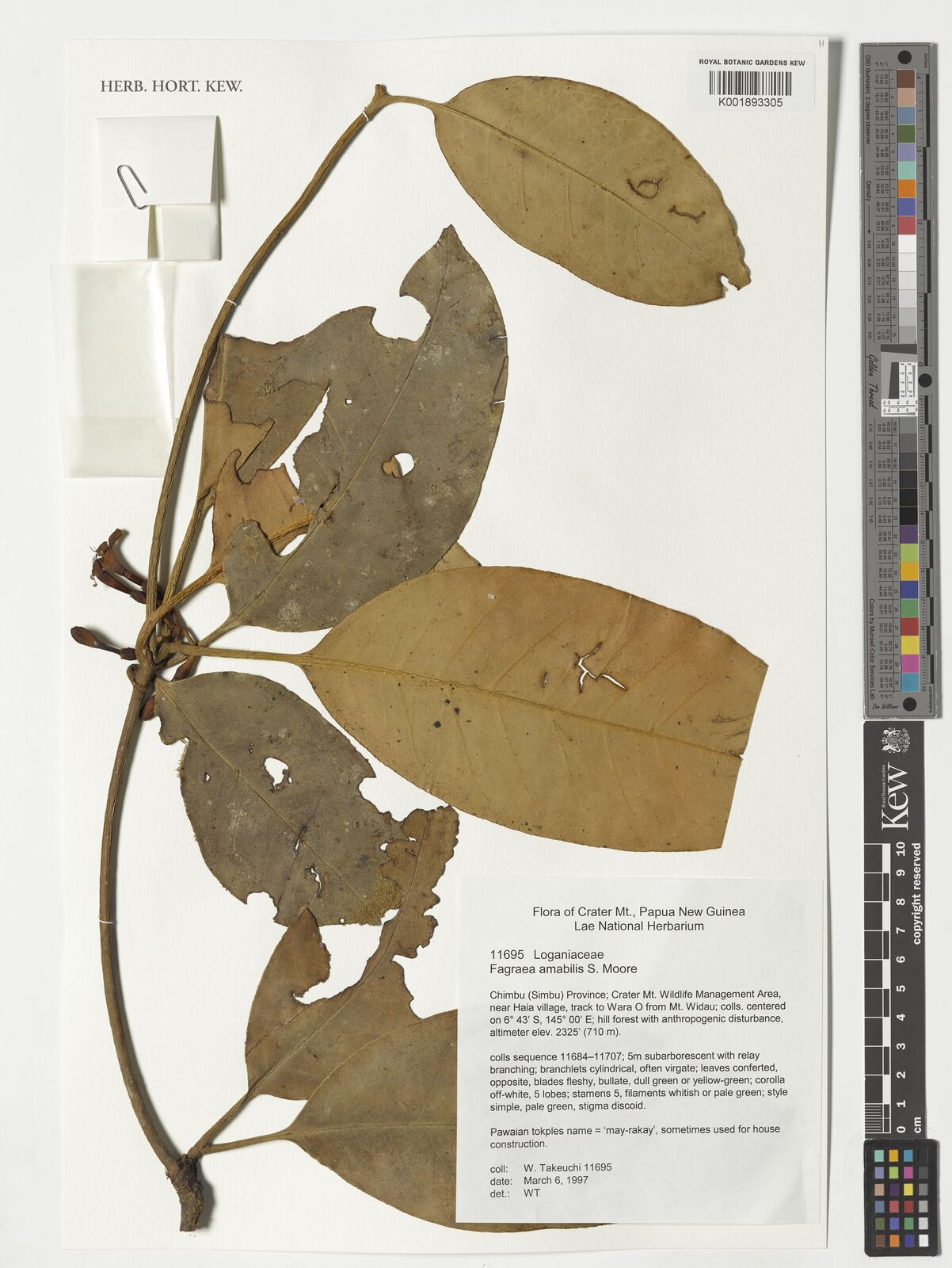 Fagraea amabilis S.Moore | Plants of the World Online | Kew Science