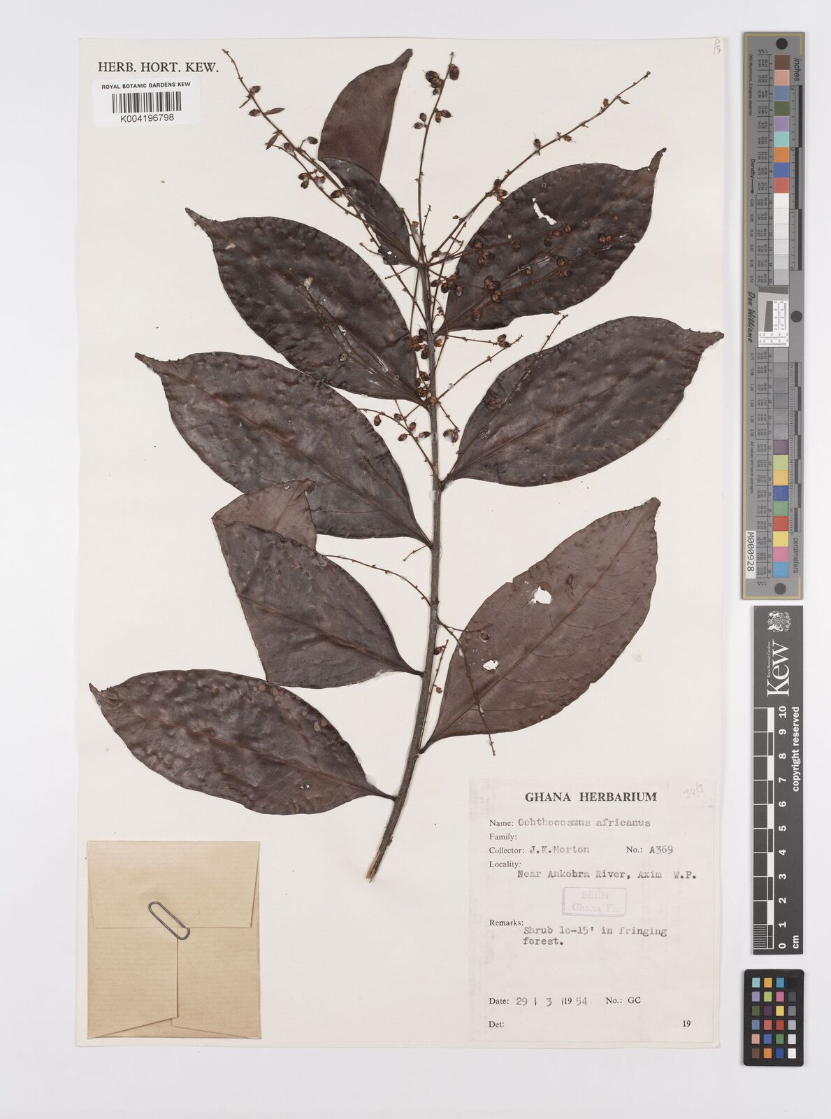 Ochthocosmus africanus Hook.f. | Plants of the World Online | Kew Science