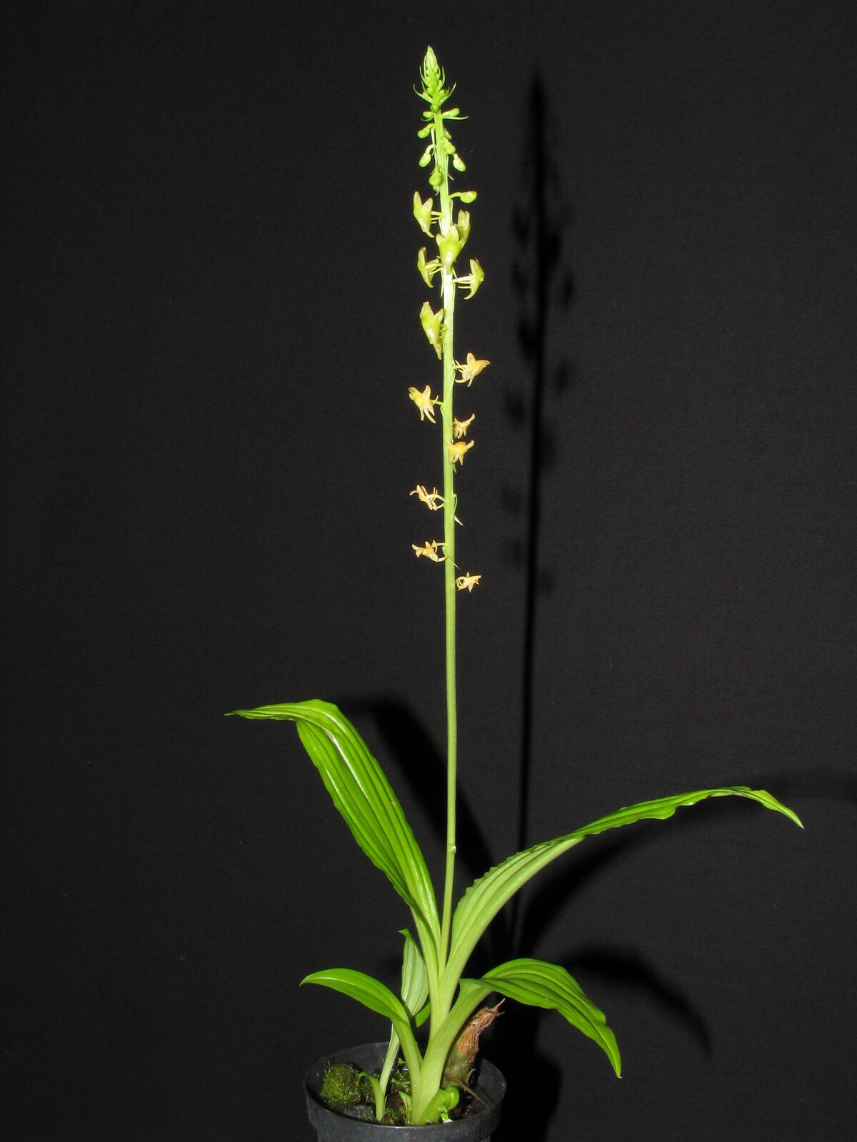 Crepidium acuminatum (D.Don) Szlach. | Plants of the World Online | Kew ...