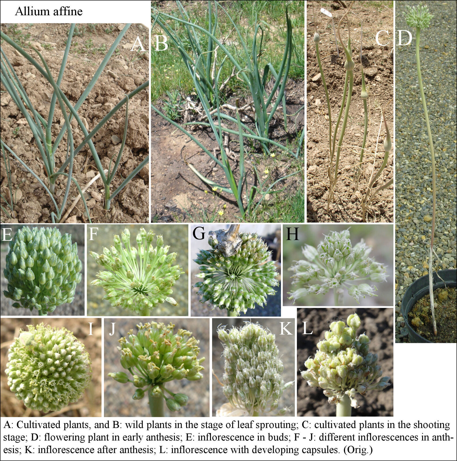 Allium affine Ledeb. | Plants of the World Online | Kew Science