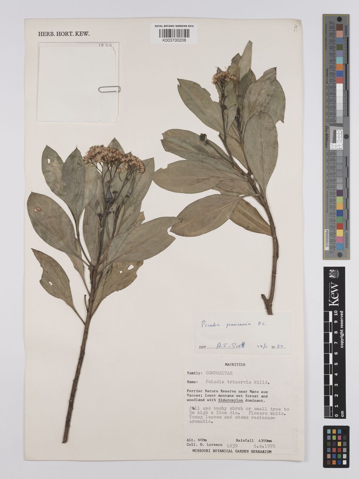 Psiadia penninervia DC. | Plants of the World Online | Kew Science