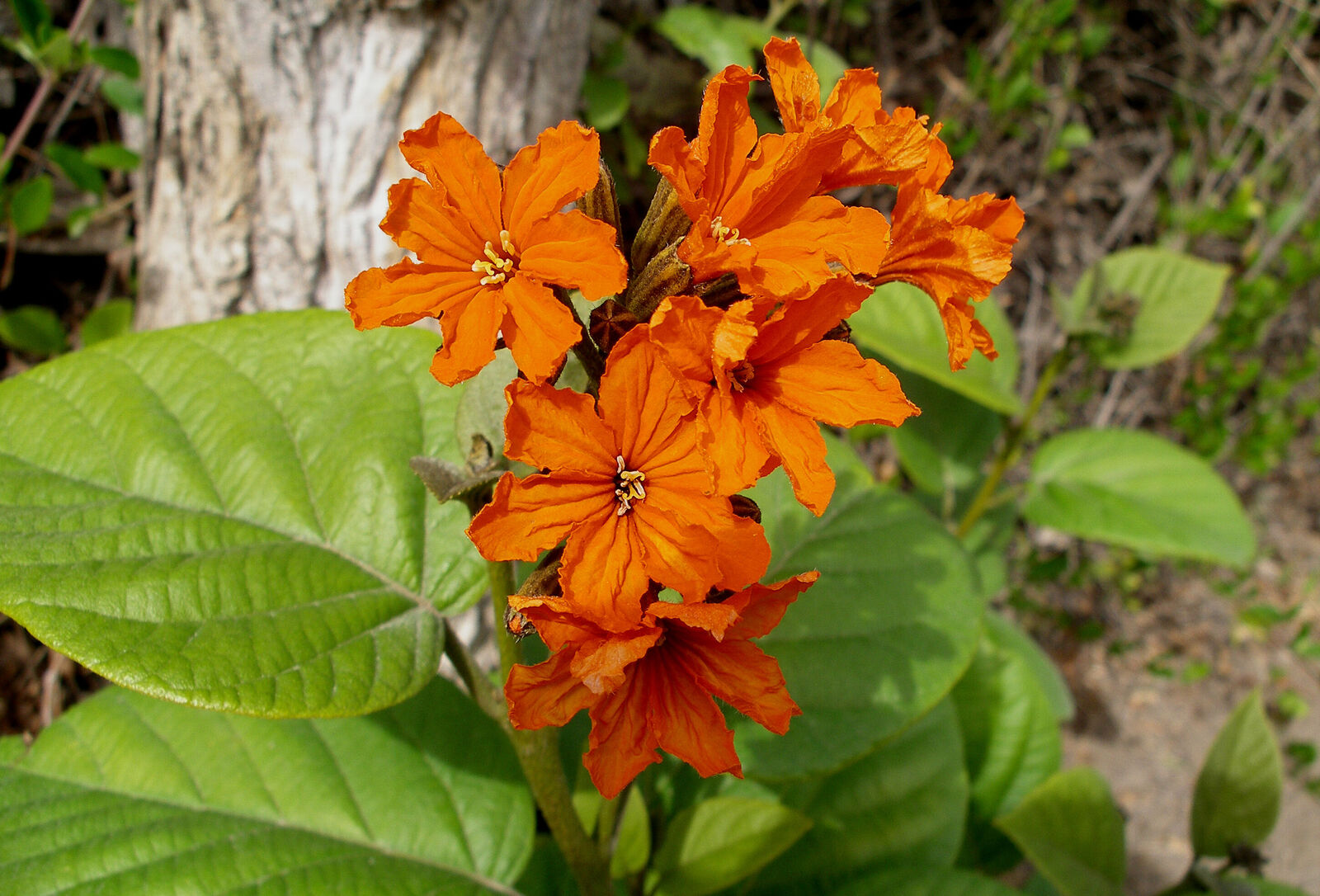 Cordia myxa L. | Plants of the World Online | Kew Science