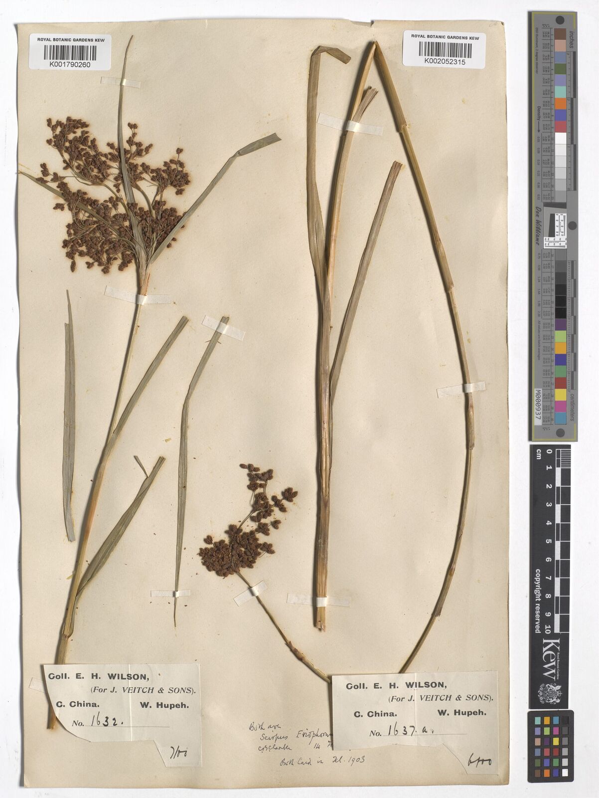 Scirpus cyperinus (L.) Kunth | Plants of the World Online | Kew Science