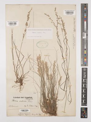 Melica scabrosa Trin. | Plants of the World Online | Kew Science