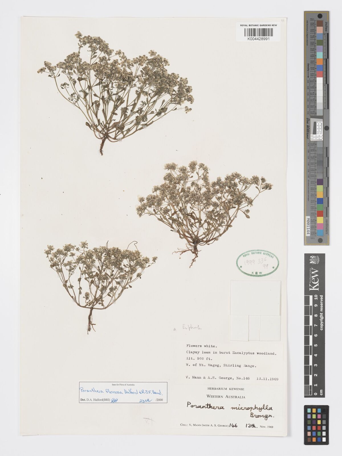 Poranthera florosa Halford & R.J.F.Hend. | Plants of the World Online ...