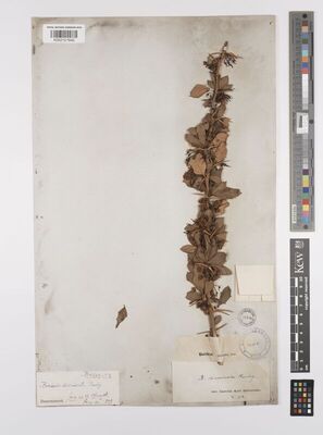 Berberis commutata Eichler | Plants of the World Online | Kew Science