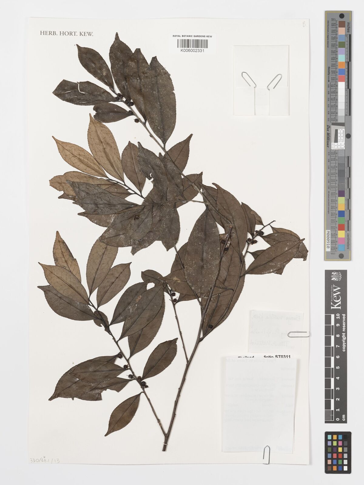 Eurya nitida subsp. nitida | Plants of the World Online | Kew Science