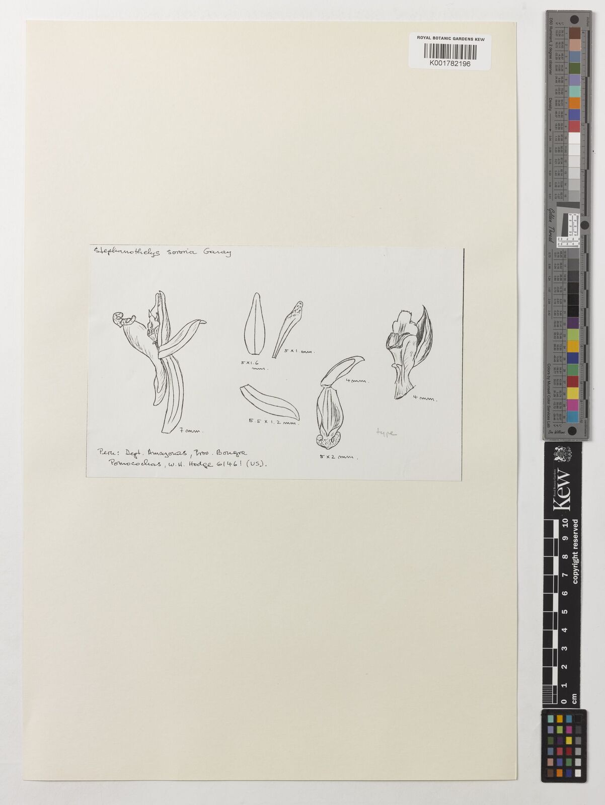 Microchilus sororius (Garay) E.C.Smidt & M.W.Chase | Plants of the ...