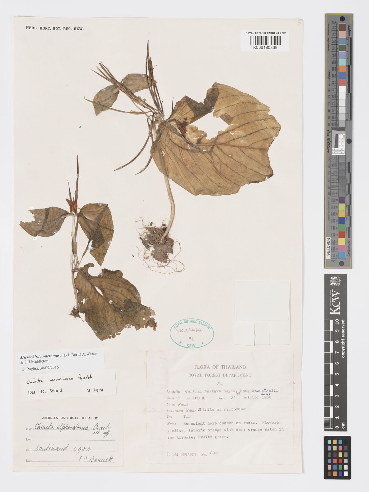 Microchirita micromusa (B.L.Burtt) A.Weber & D.J.Middleton | Plants of ...
