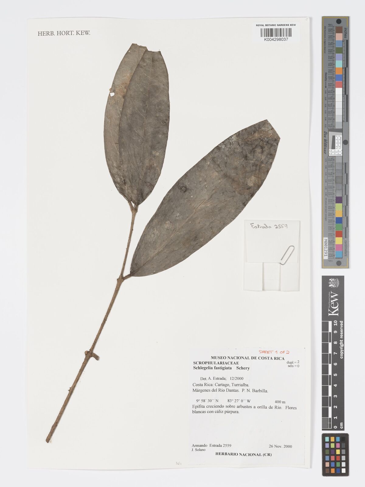 Schlegelia fastigiata Schery | Plants of the World Online | Kew Science