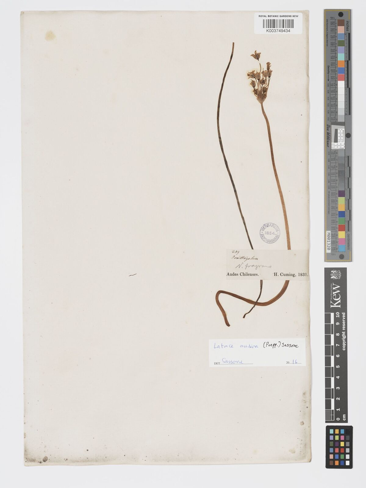 Latace andina (Poepp.) Sassone | Plants of the World Online | Kew Science