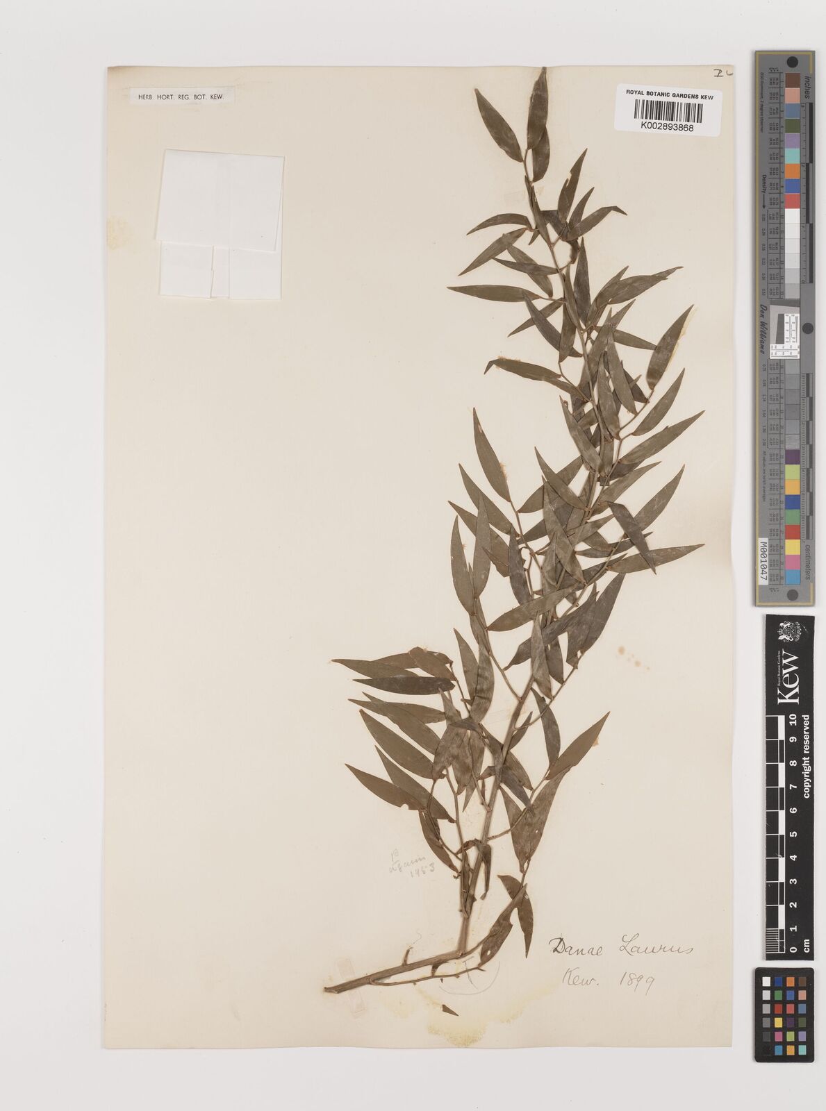 Danae racemosa (L.) Moench | Plants of the World Online | Kew Science