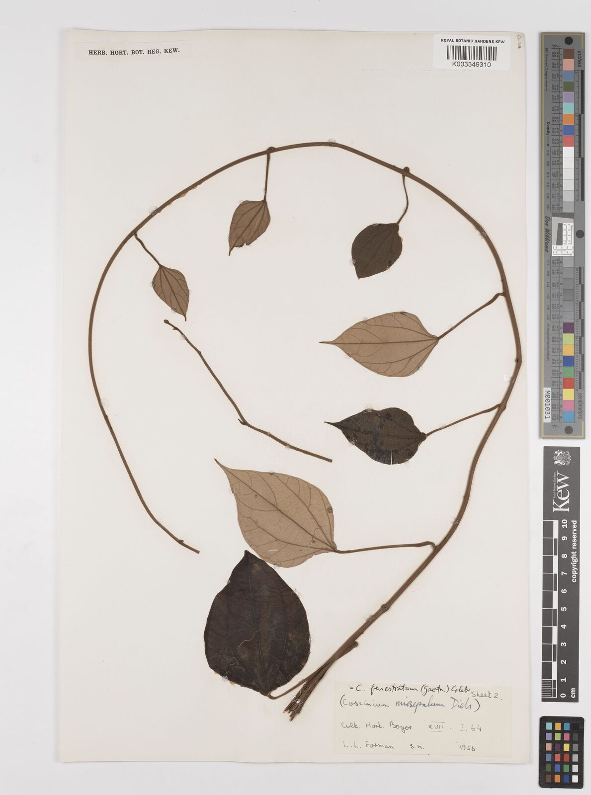 Coscinium fenestratum (Gaertn.) Colebr. | Plants of the World Online ...