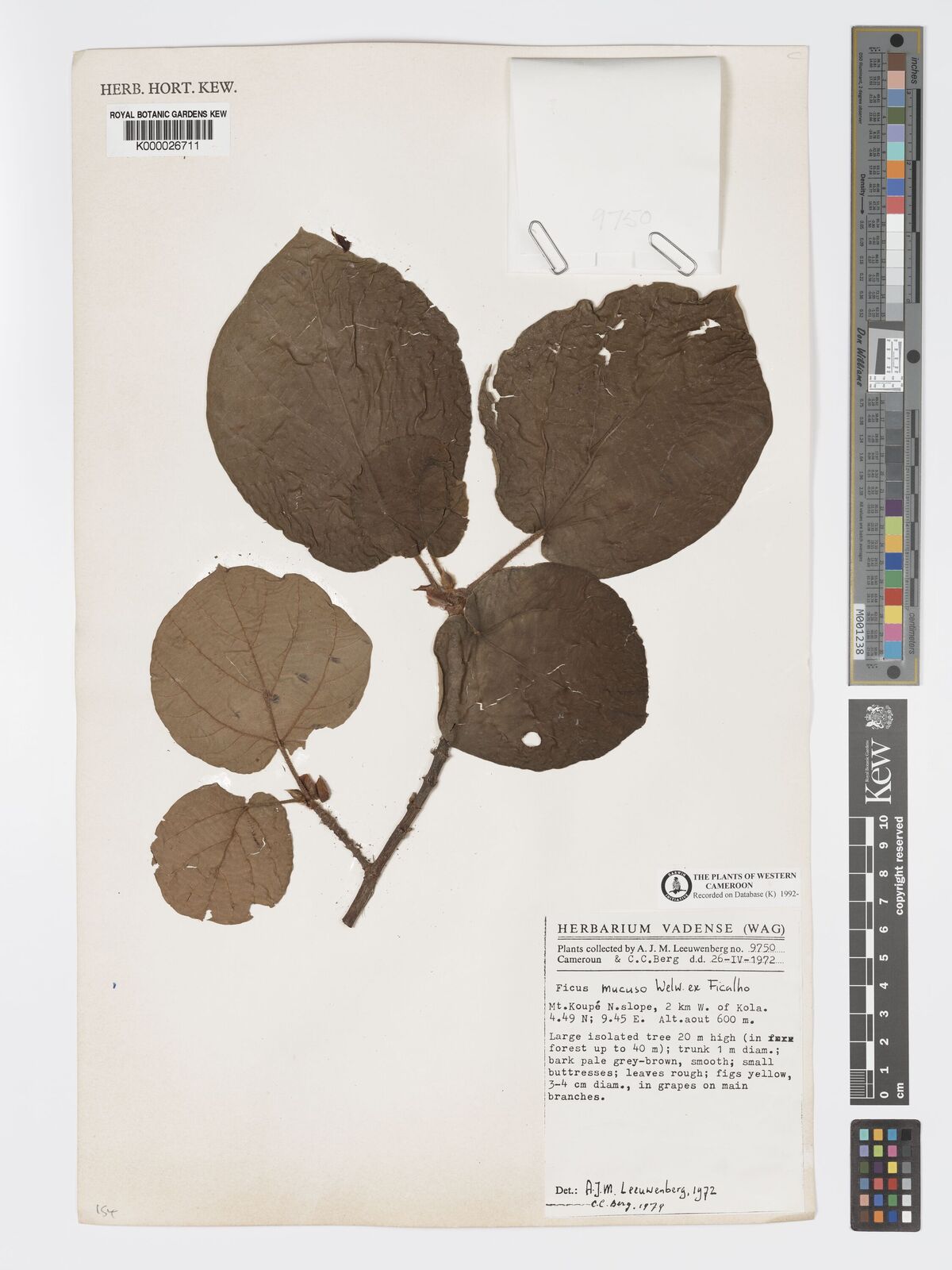 Ficus mucuso Welw. ex Ficalho | Plants of the World Online | Kew Science