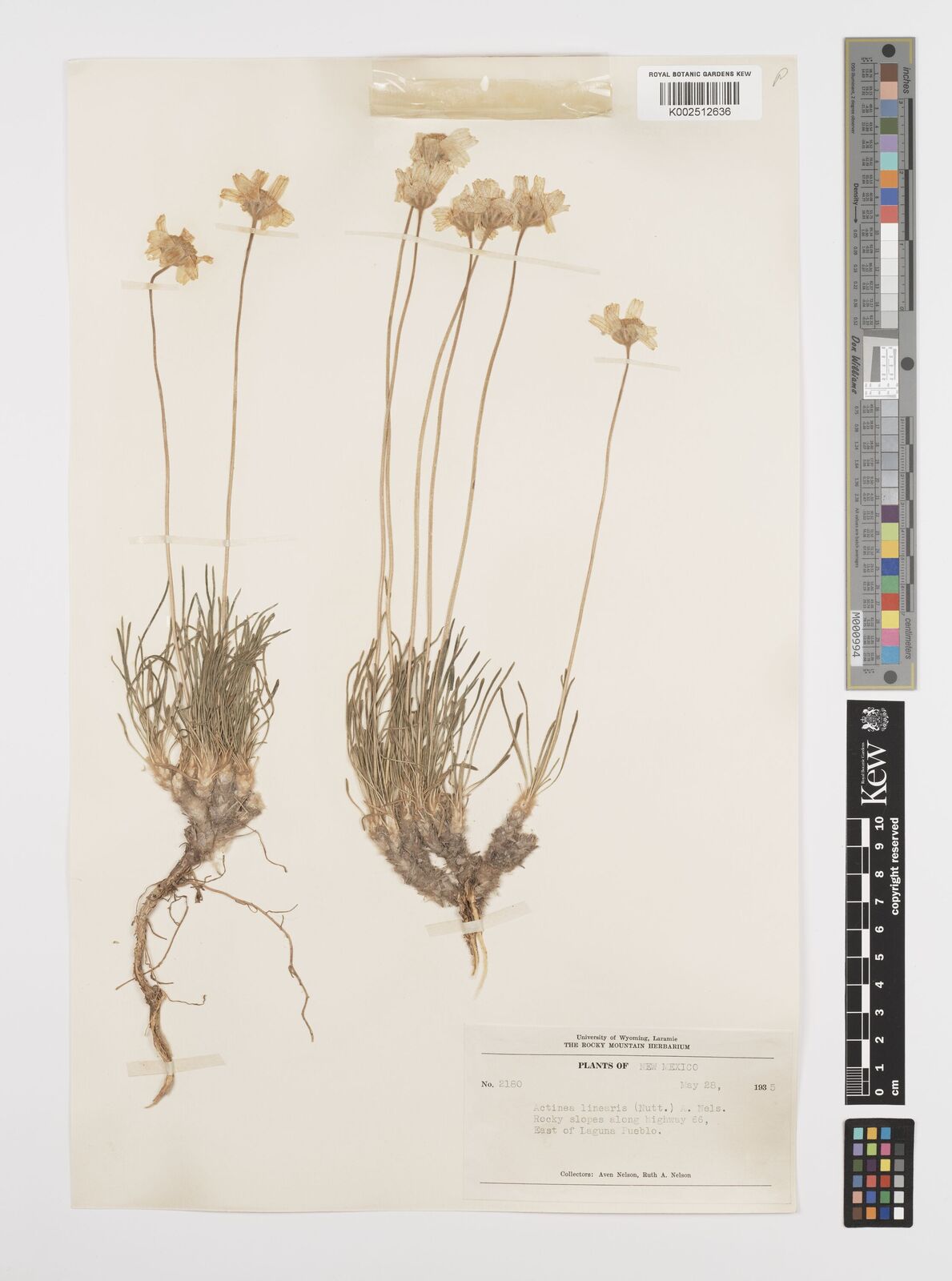 Tetraneuris scaposa var. scaposa | Plants of the World Online | Kew Science