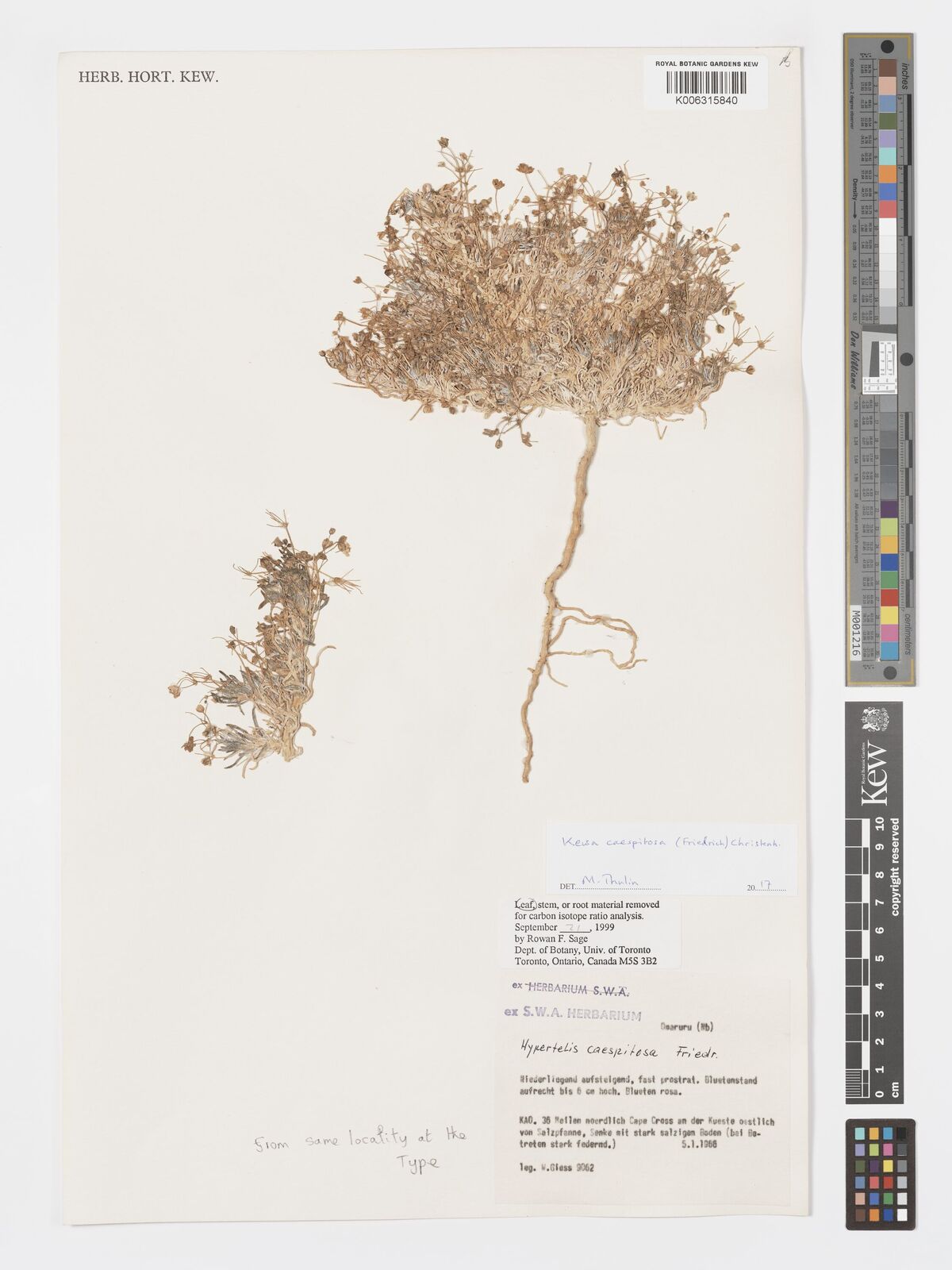 Kewa Christenh. | Plants of the World Online | Kew Science