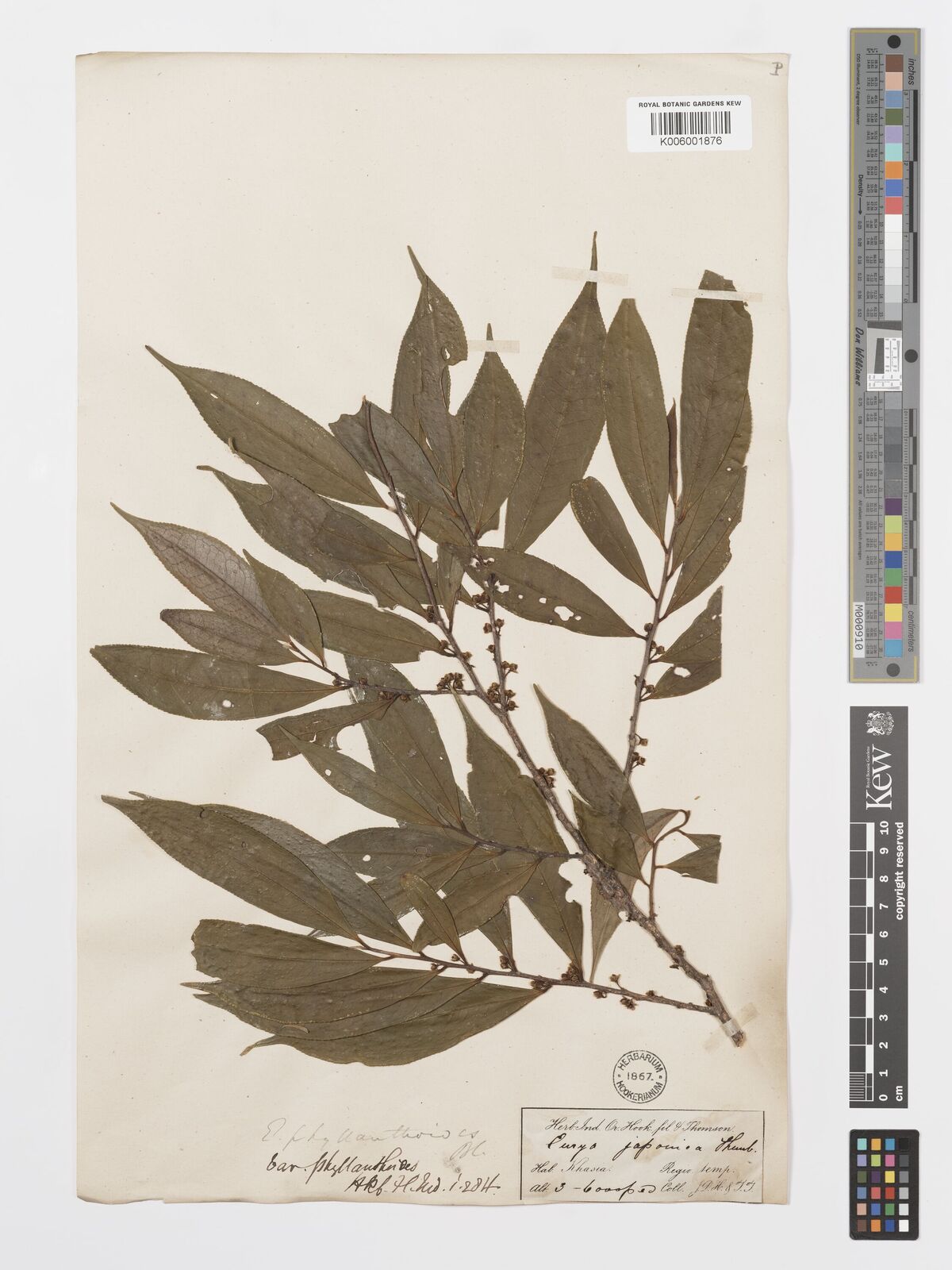 Eurya acuminata DC. | Plants of the World Online | Kew Science