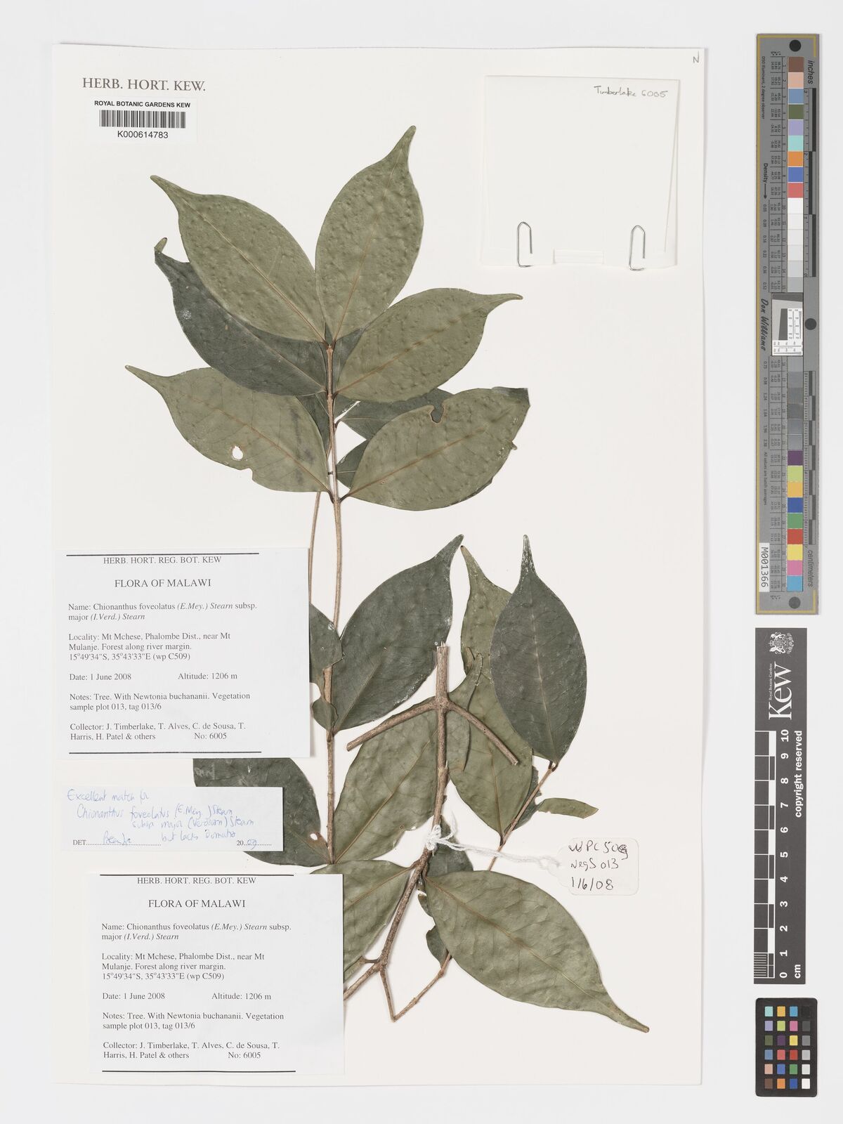Noronhia foveolata subsp. major (I.Verd.) Hong-Wa & Besnard | Plants of ...