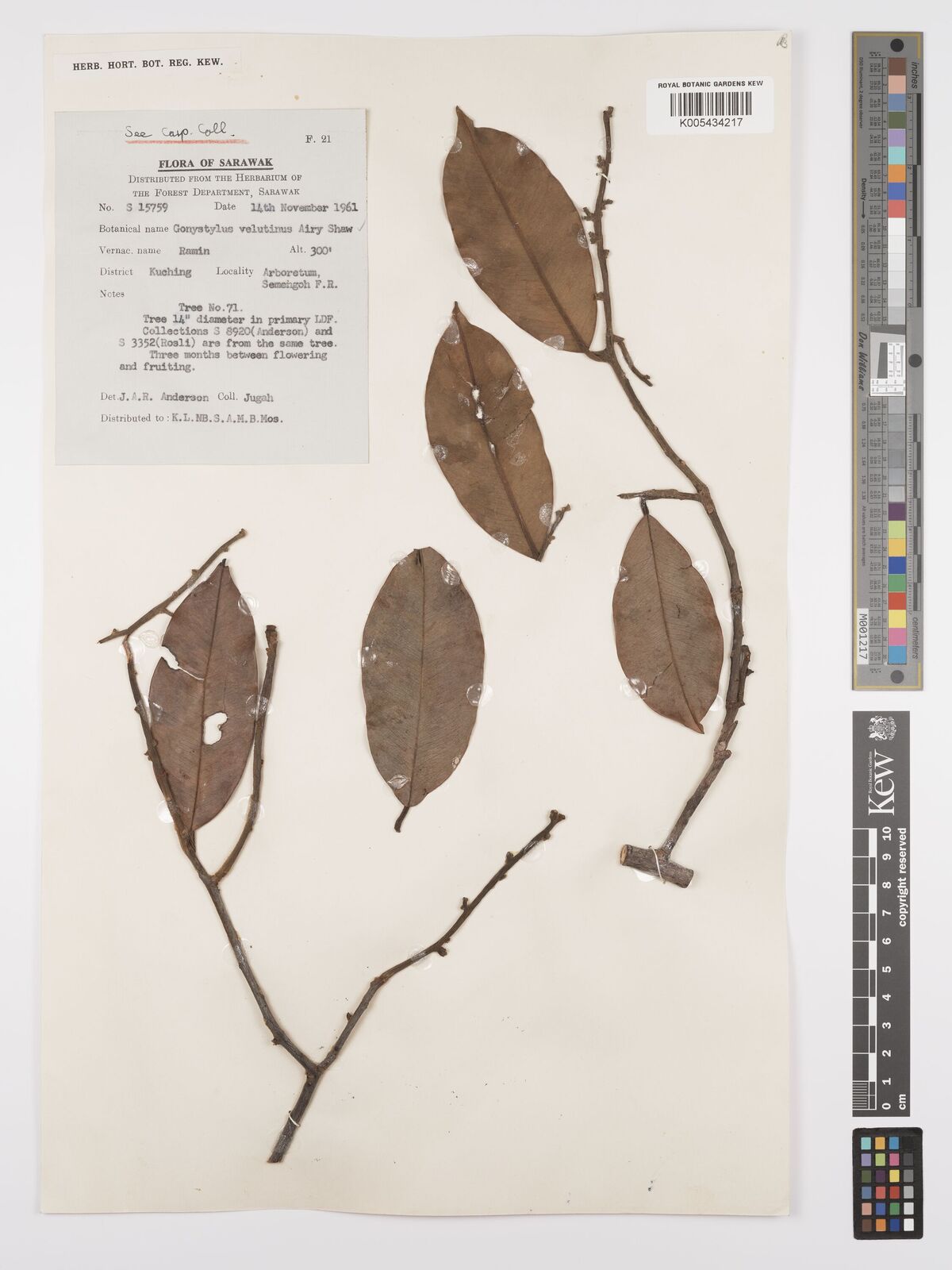 Gonystylus velutinus Airy Shaw | Plants of the World Online | Kew Science