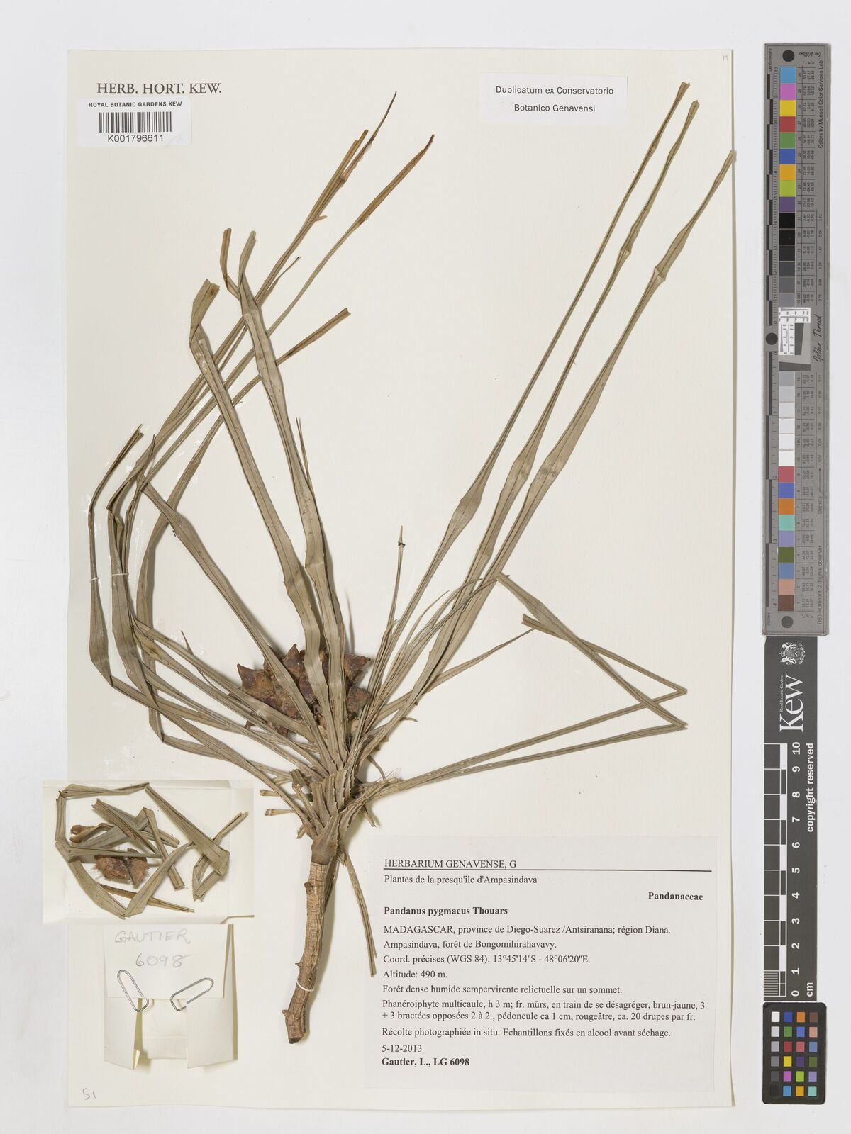 Pandanus pygmaeus Thouars | Plants of the World Online | Kew Science