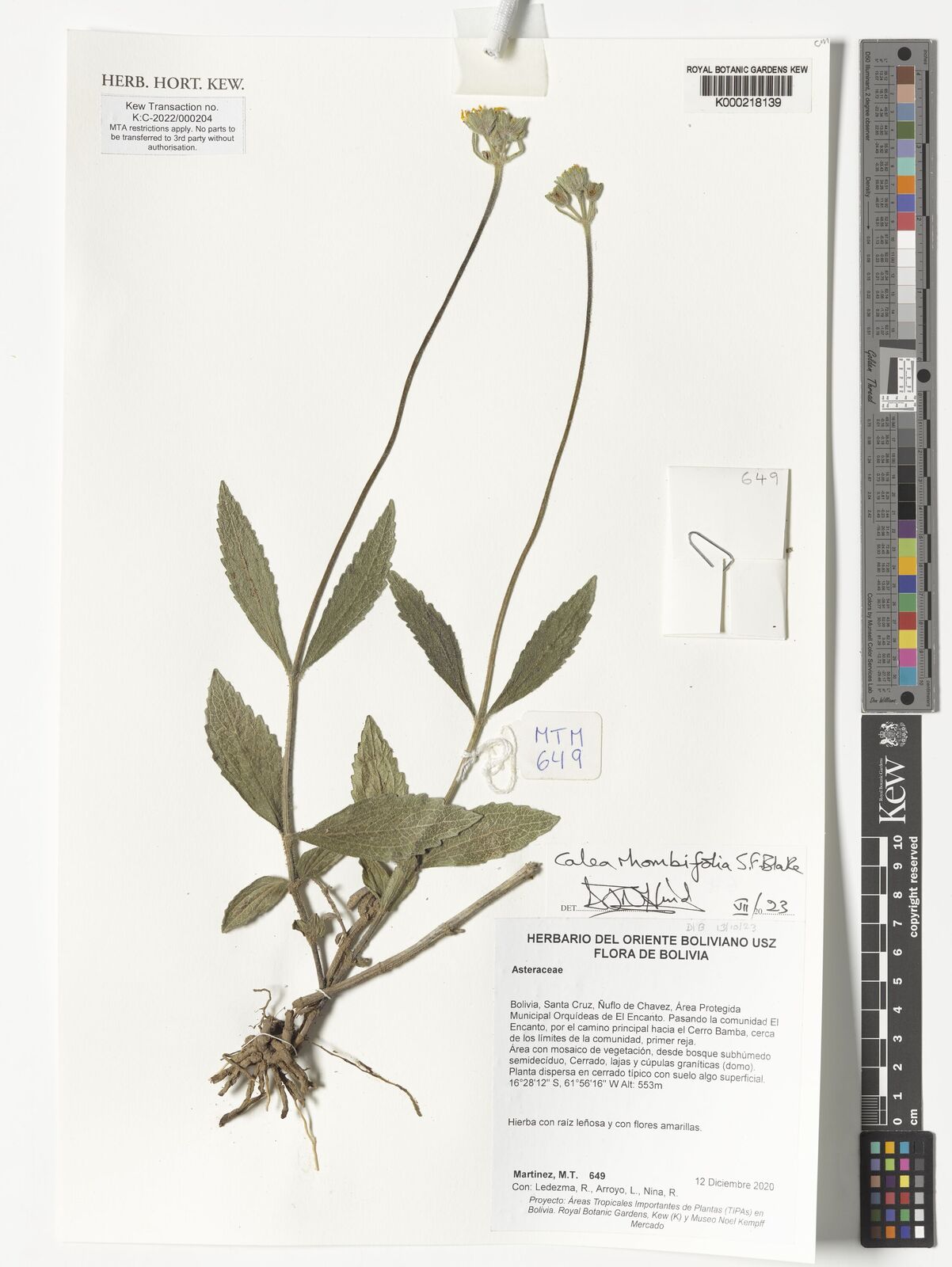 Calea rhombifolia S.F.Blake | Plants of the World Online | Kew Science