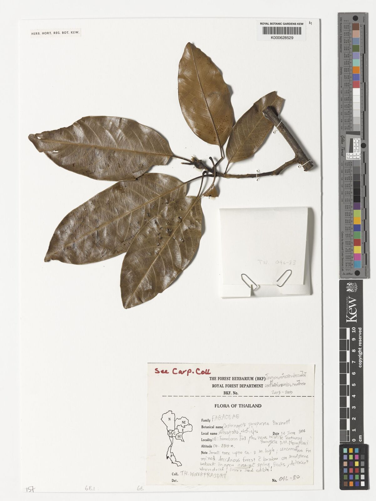 Castanopsis purpurea Barnett | Plants of the World Online | Kew Science