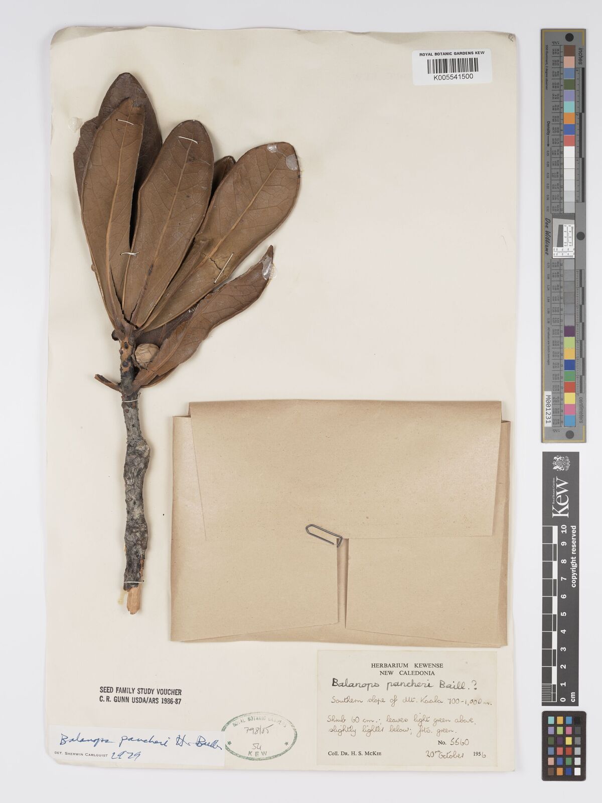 Balanops Baill. | Plants of the World Online | Kew Science