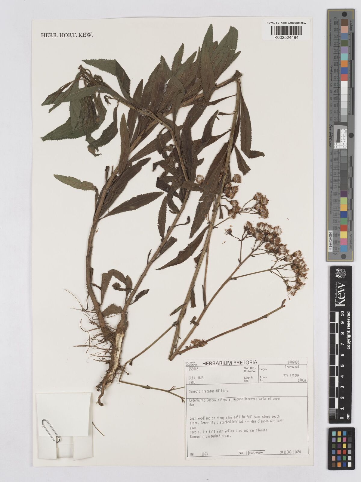Senecio gregatus Hilliard | Plants of the World Online | Kew Science