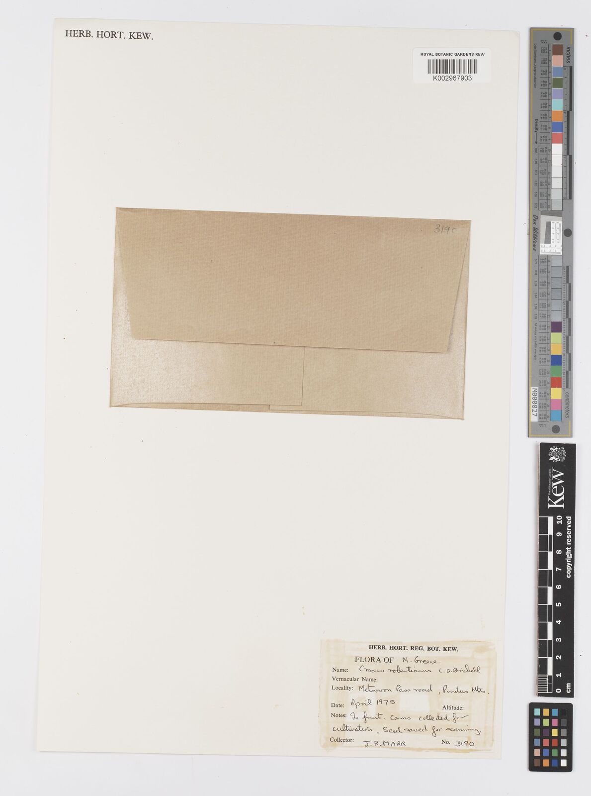 Crocus robertianus C.D.Brickell | Plants of the World Online | Kew Science