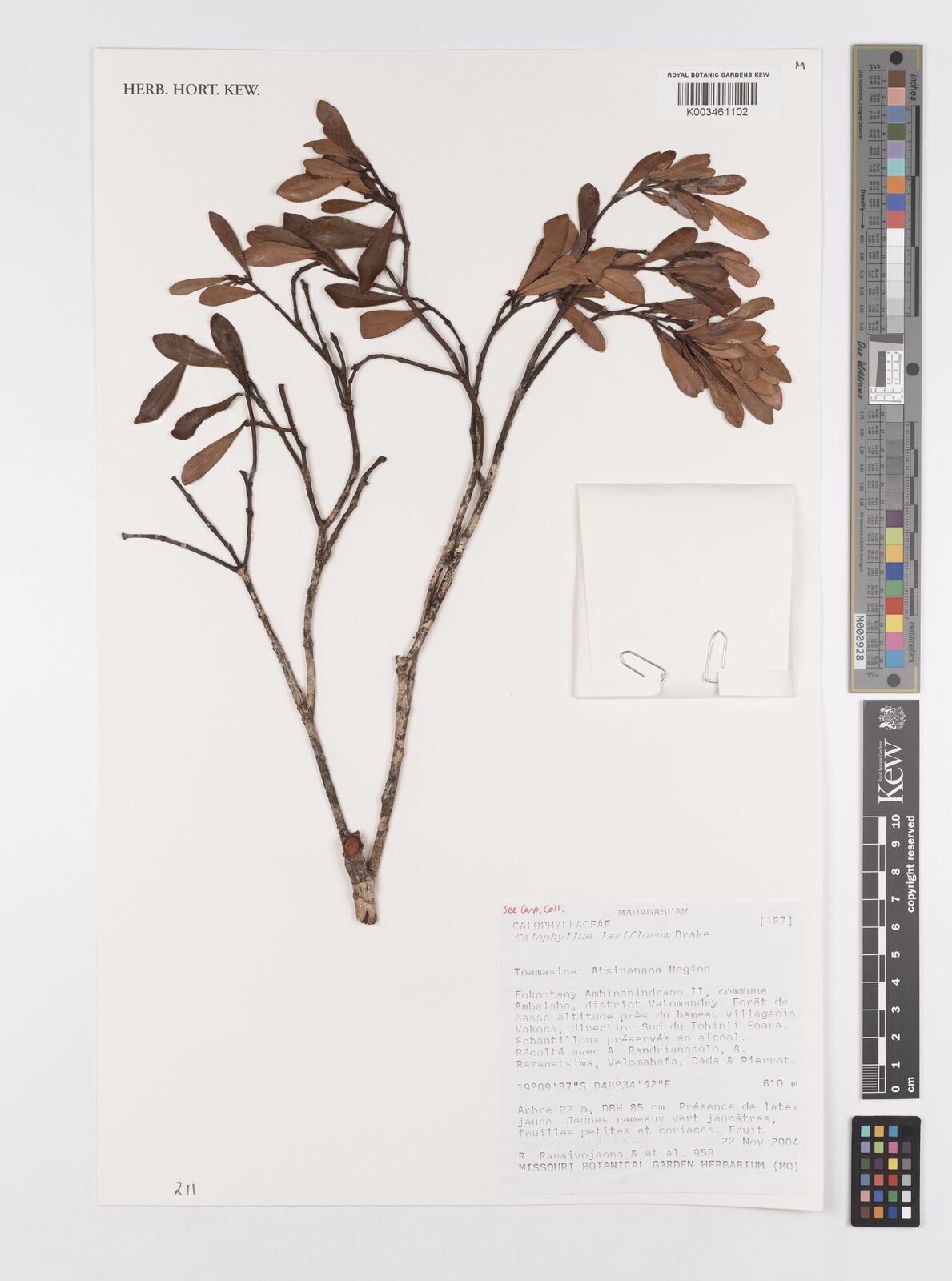 Calophyllum laxiflorum Drake | Plants of the World Online | Kew Science