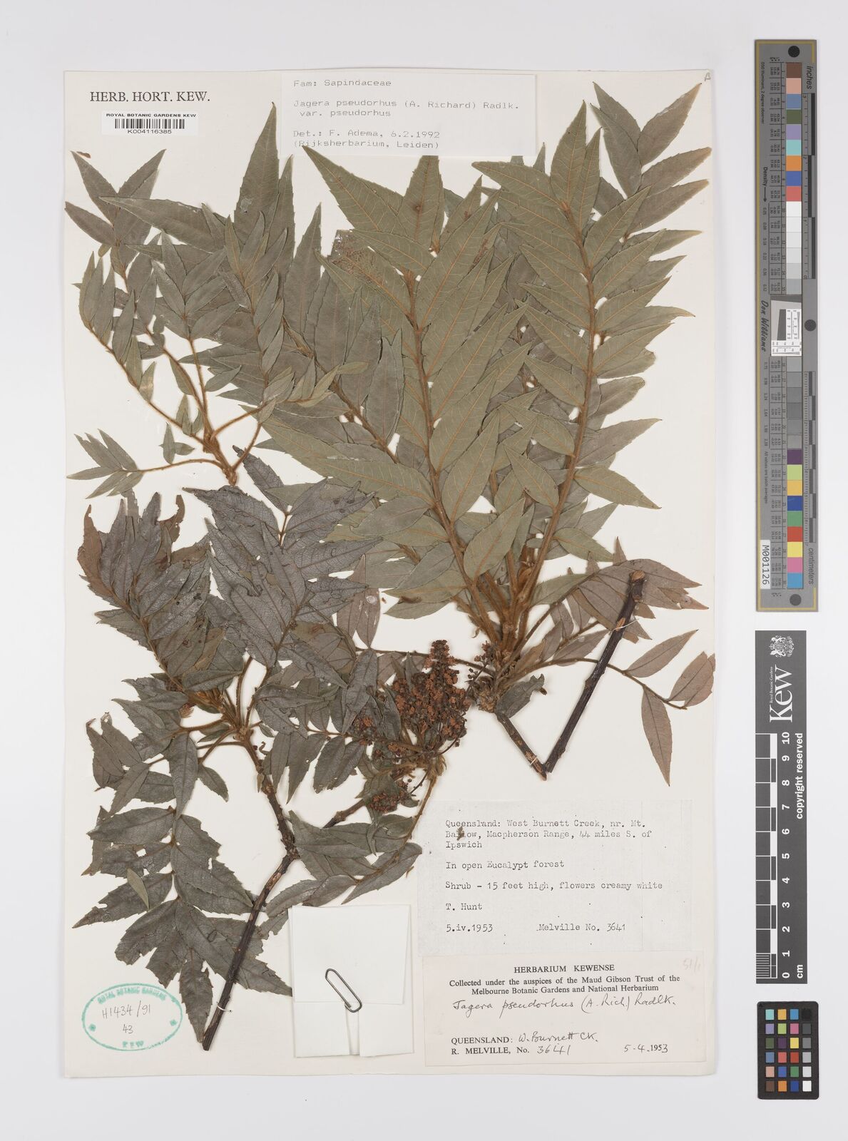 Jagera Blume | Plants of the World Online | Kew Science